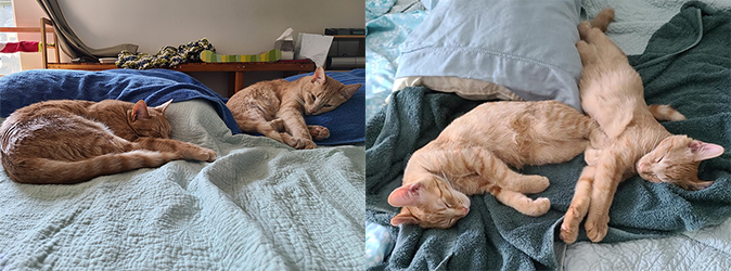 The Sane Cat Lady – And the Gingersnap Gang